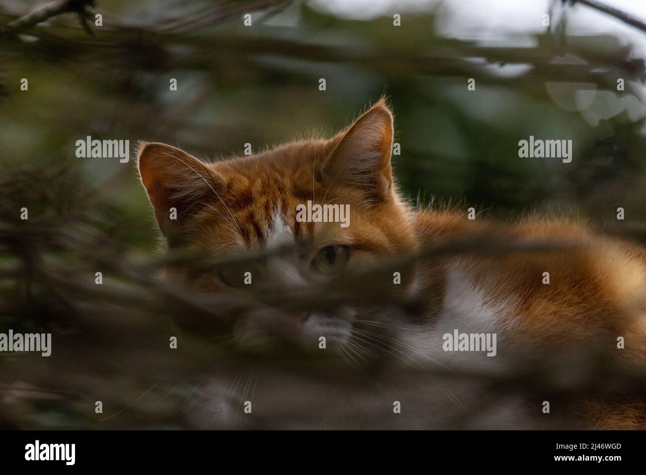 Cat hiding behind tree hi-res stock photography and images - Alamy
