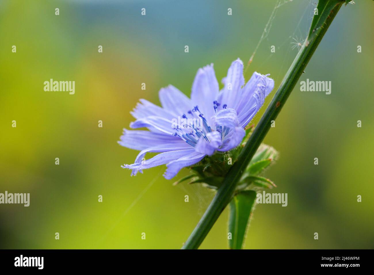 Blue common chicory flower isolated on light blurred natural background ...