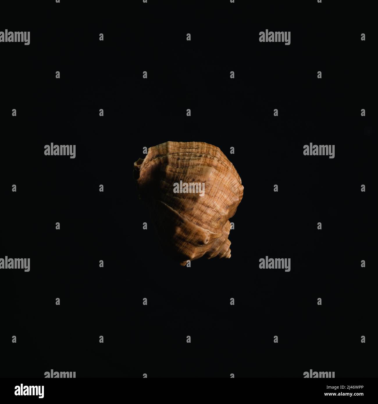 Seashell isolated on black background dark sea Stock Photo - Alamy