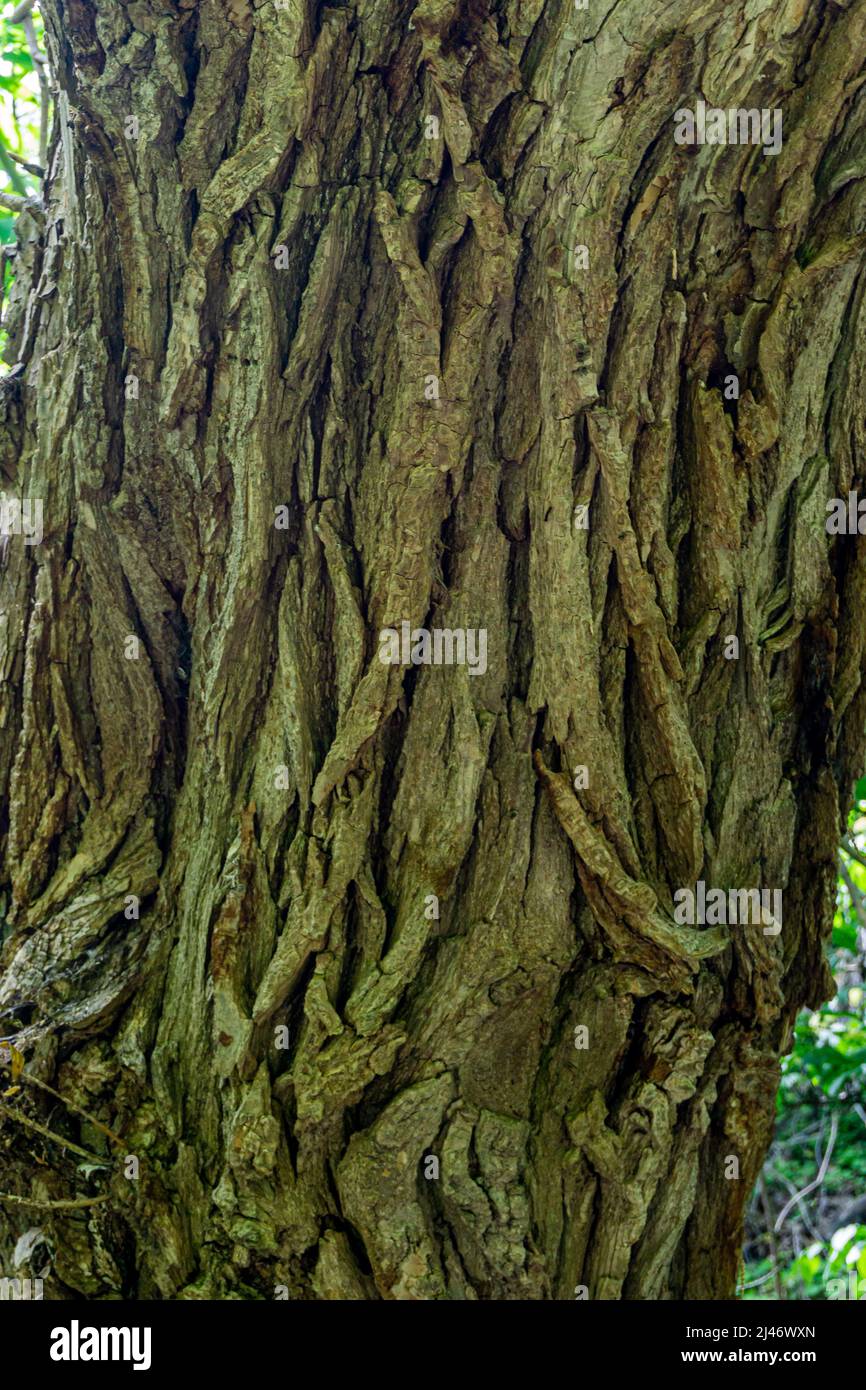 Close view of ok tree trunk revealing the strong textures of the bark ...