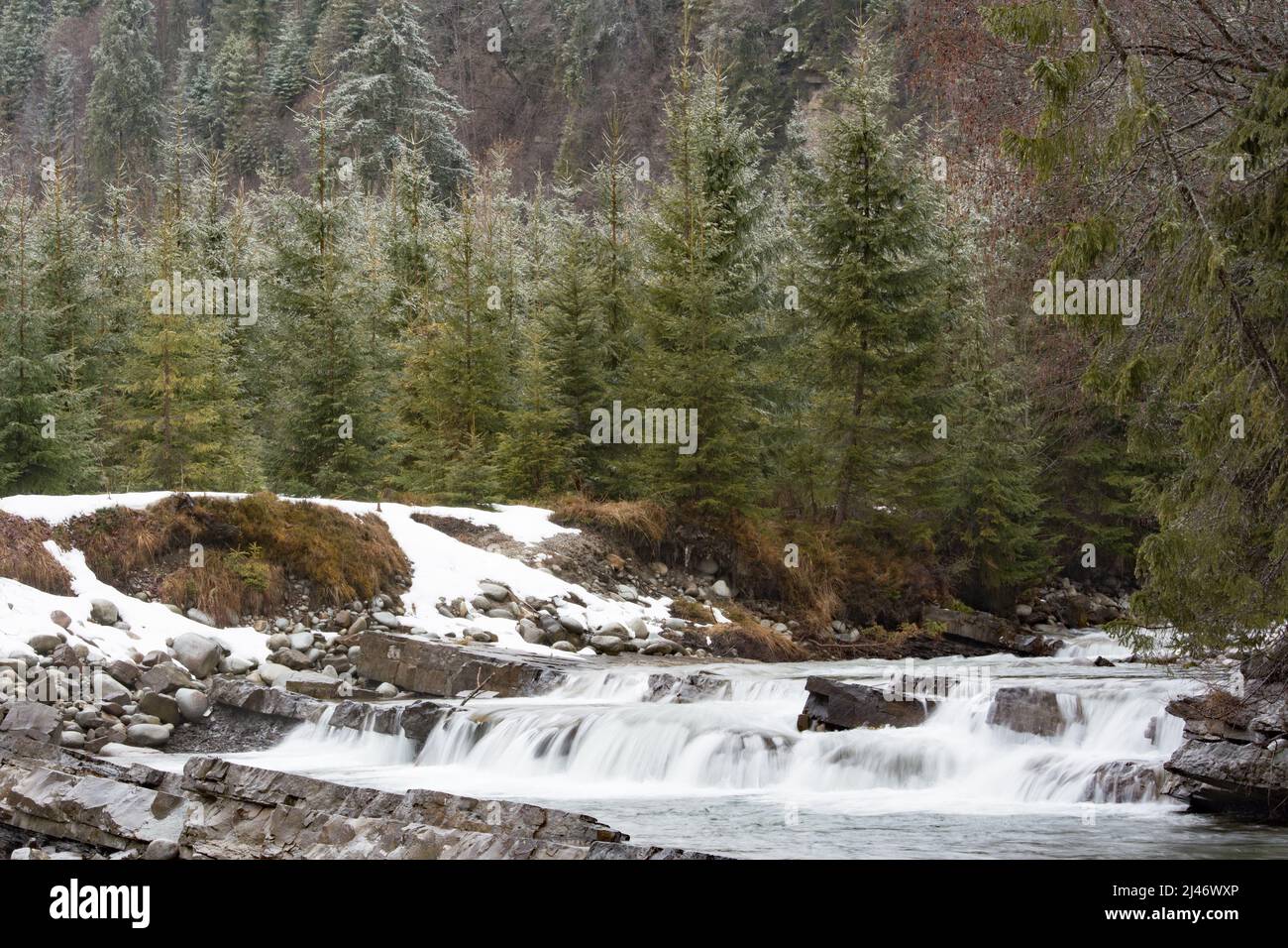 Spruce forest with mountain stream, waterfalls in early spring Stock ...