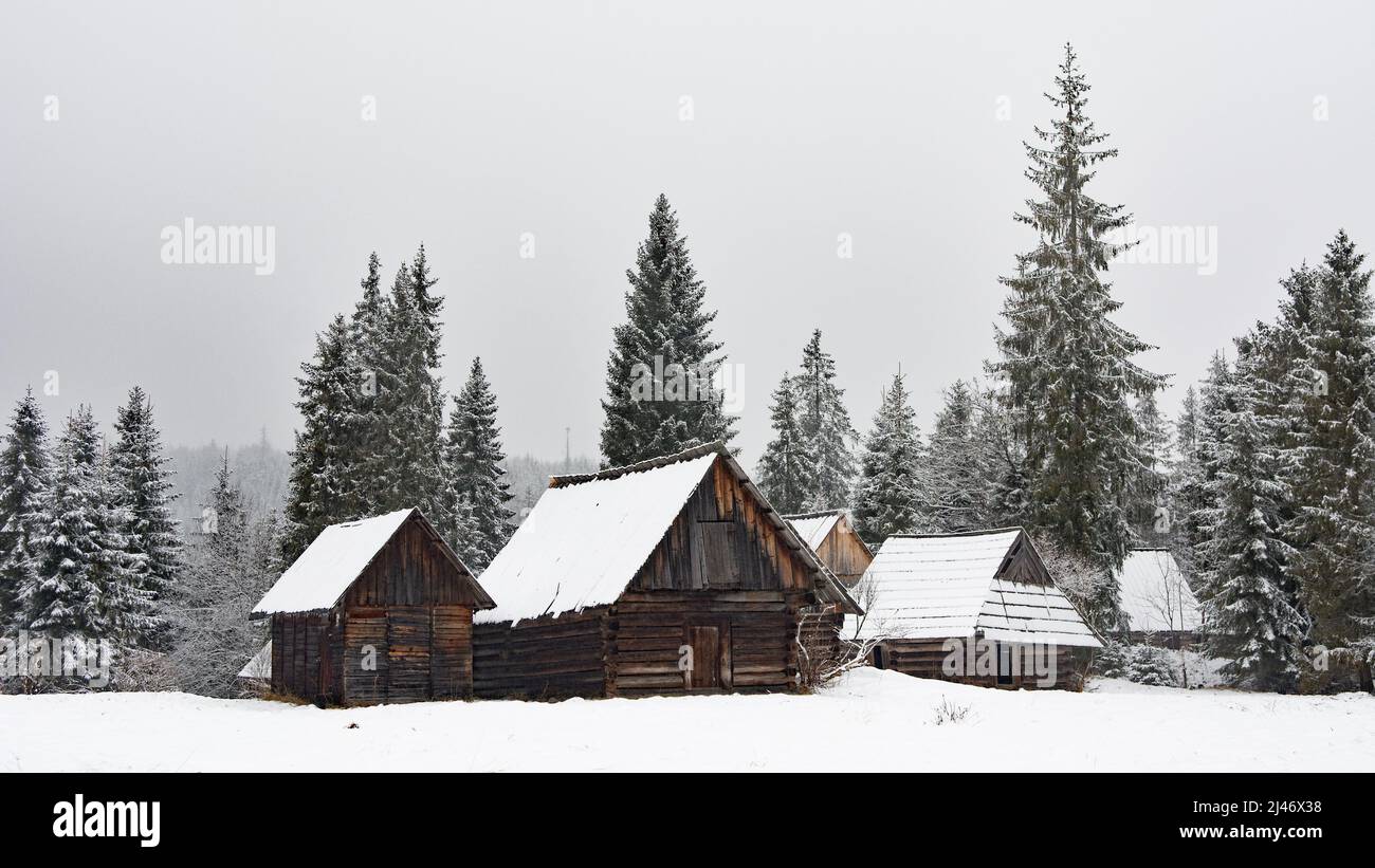Group of old wooden huts in a clearing of spruce forest in winter Stock ...