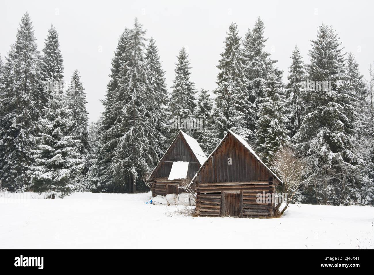 Two old wooden huts in a clearing of spruce forest in winter Stock ...