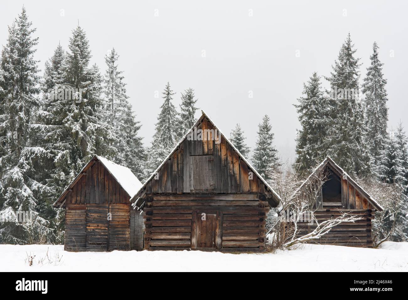 Three old wooden huts in a clearing of spruce forest in winter Stock ...