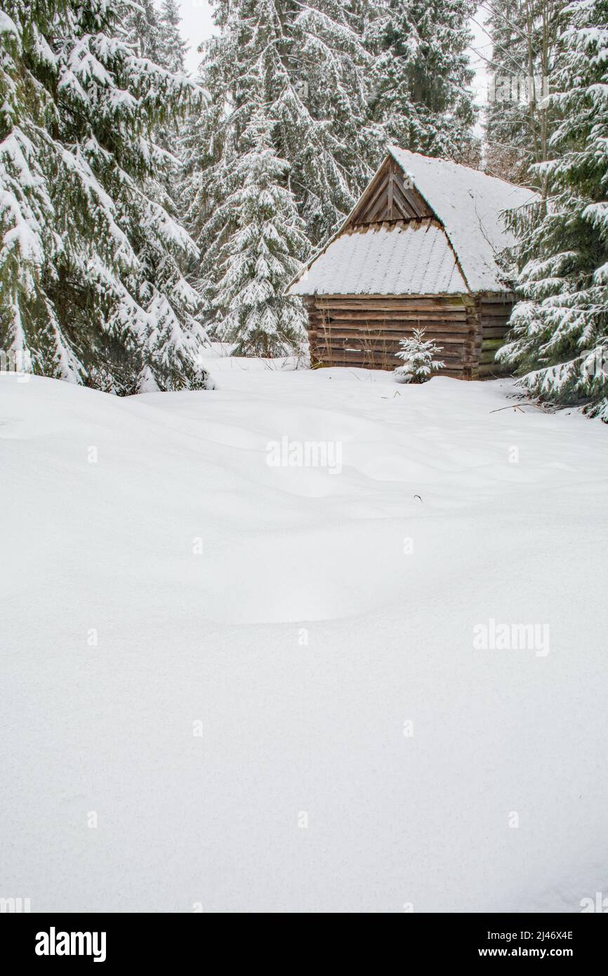 Deep fresh snow and a wooden hut with a small spruce tree in a spruce ...