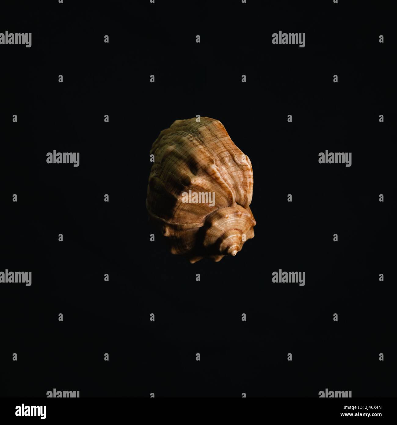 Seashell isolated on black background dark sea Stock Photo - Alamy