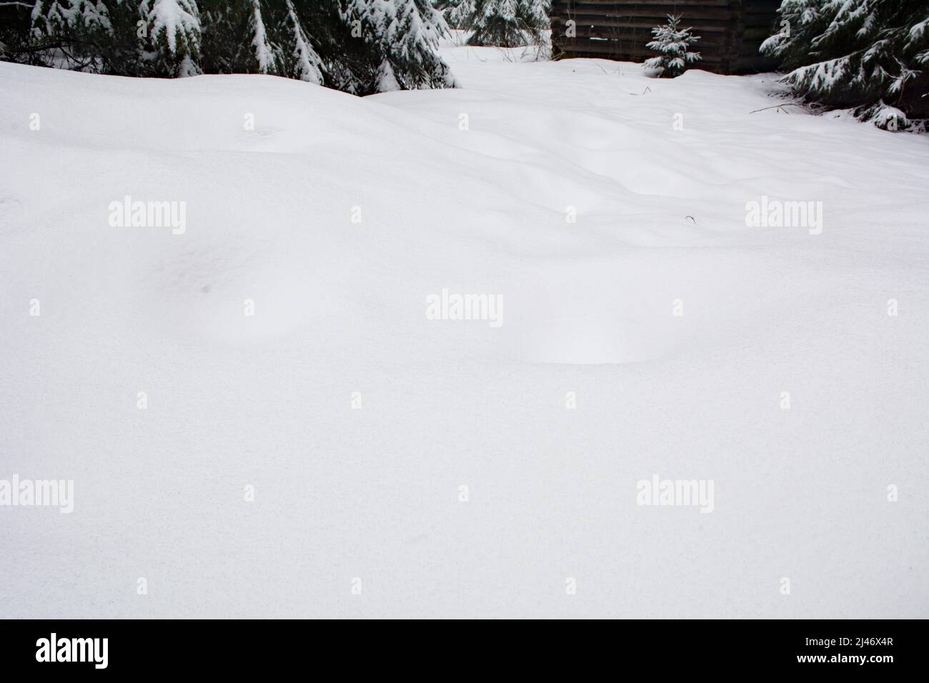 Virgin snow in forest hi-res stock photography and images - Alamy
