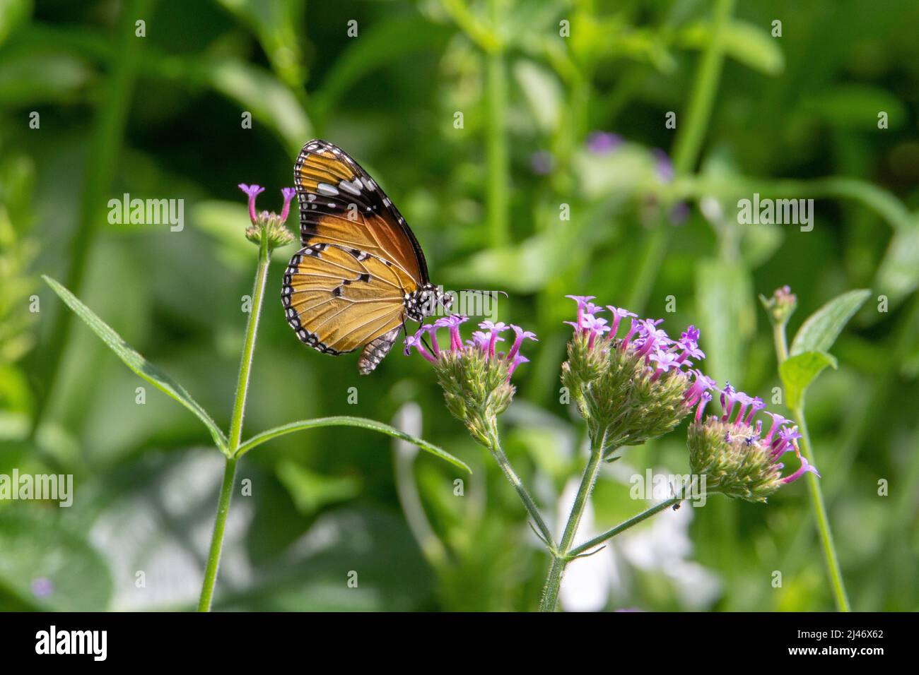 Plain Tiger butterfly (Danaus chrysippus chrysippus) feeding from small ...