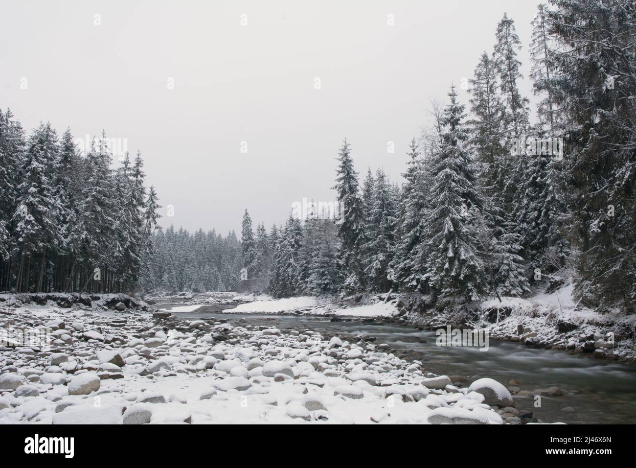 Winter forest landscape with a stream, pebbles and spruce forest ...