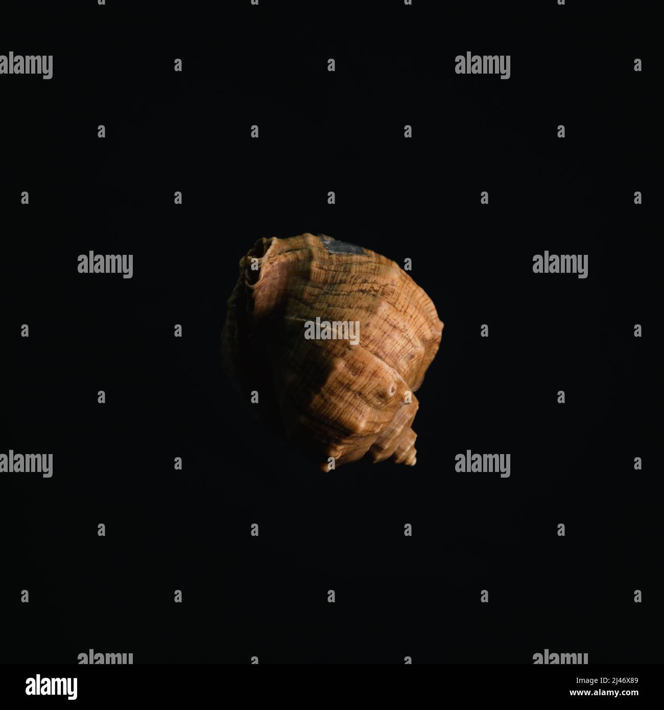 Spiral seashell black white hi-res stock photography and images - Alamy