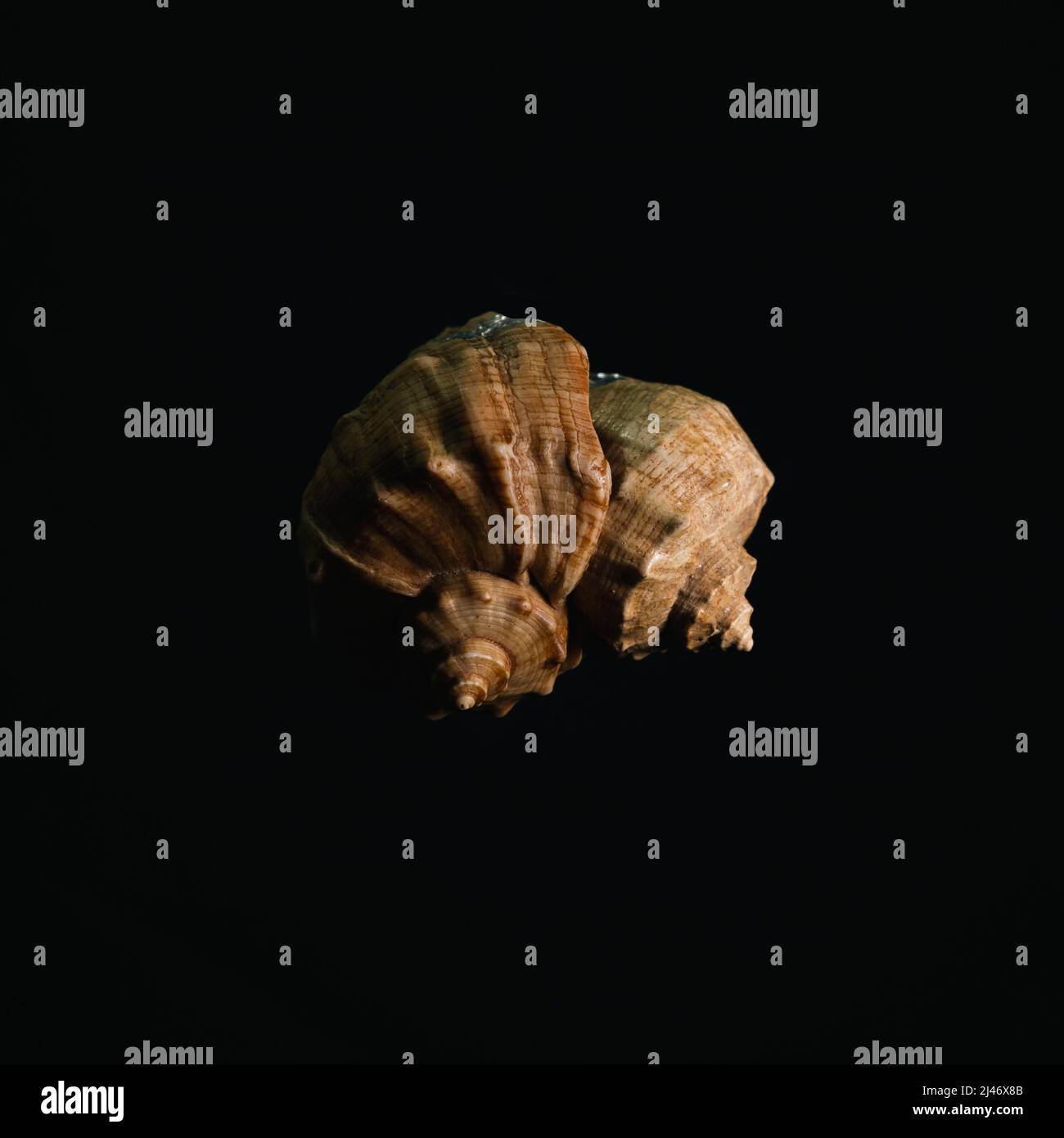 Seashell isolated on black background dark sea Stock Photo - Alamy