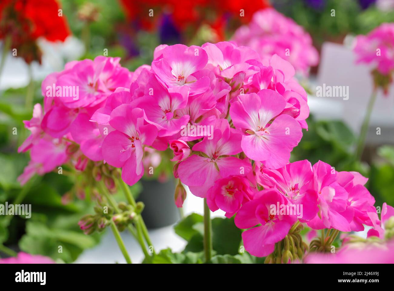 Pink Pelargonium - Geranium Flowers showing their lovely petal Detail ...