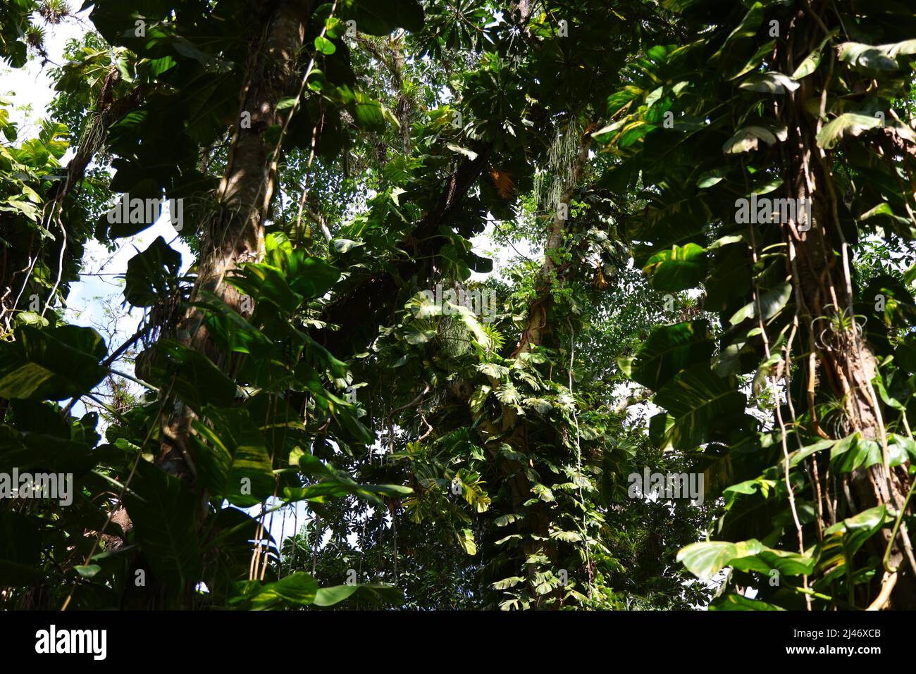 Cienfuegos cuba forest hi-res stock photography and images - Alamy