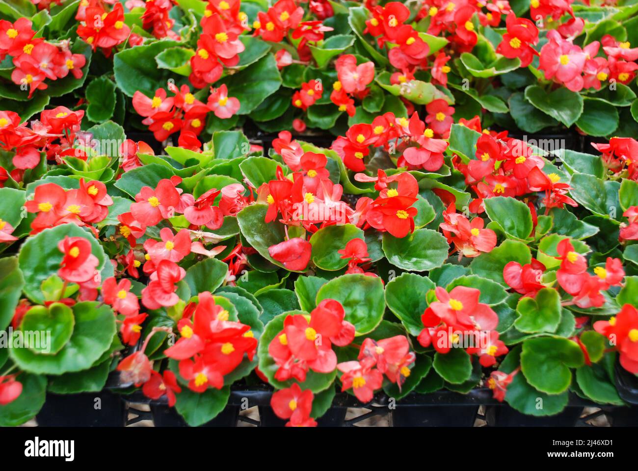 Red Begonias, semperflorens begonias in the garden, potted begonia ...