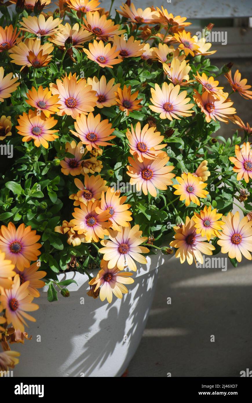 Light orange osteospermum or dimorphotheca flowers in the flowerbed ...