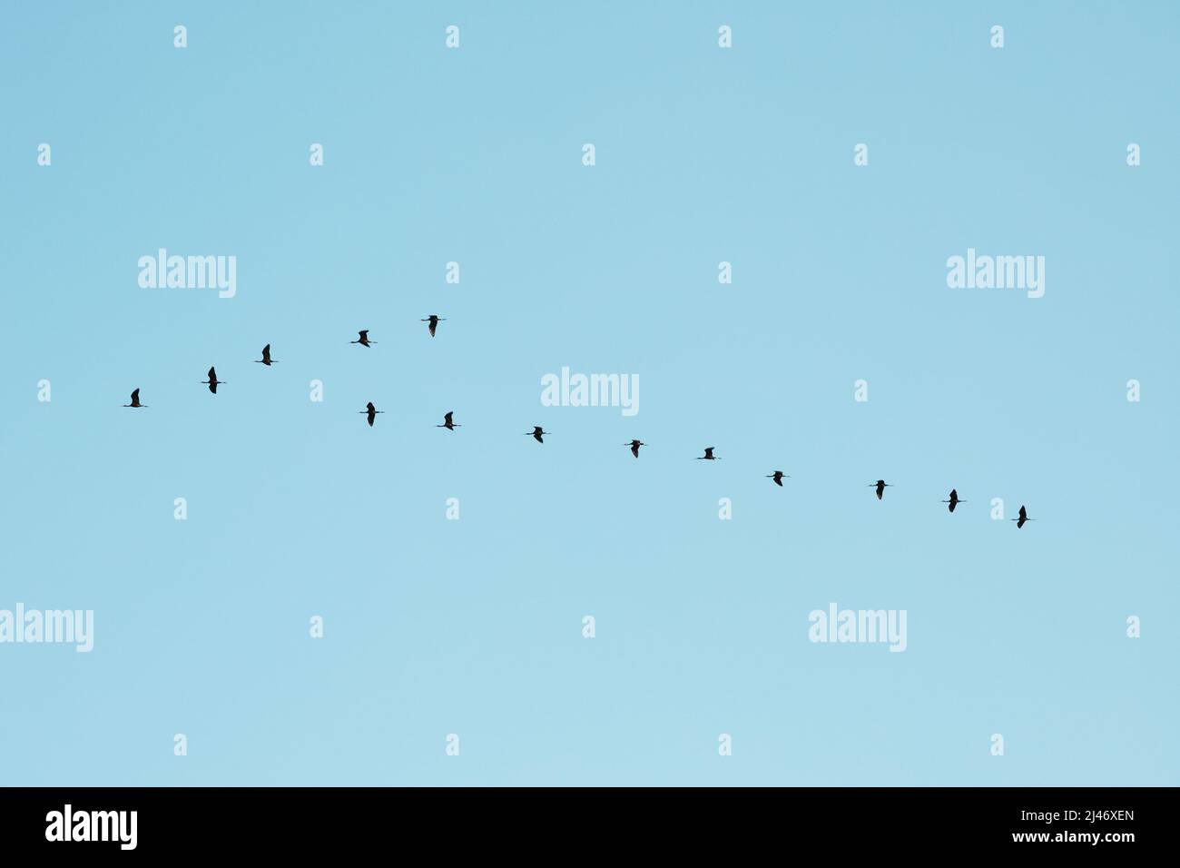 Birds flying in arrow formation hi-res stock photography and images - Alamy