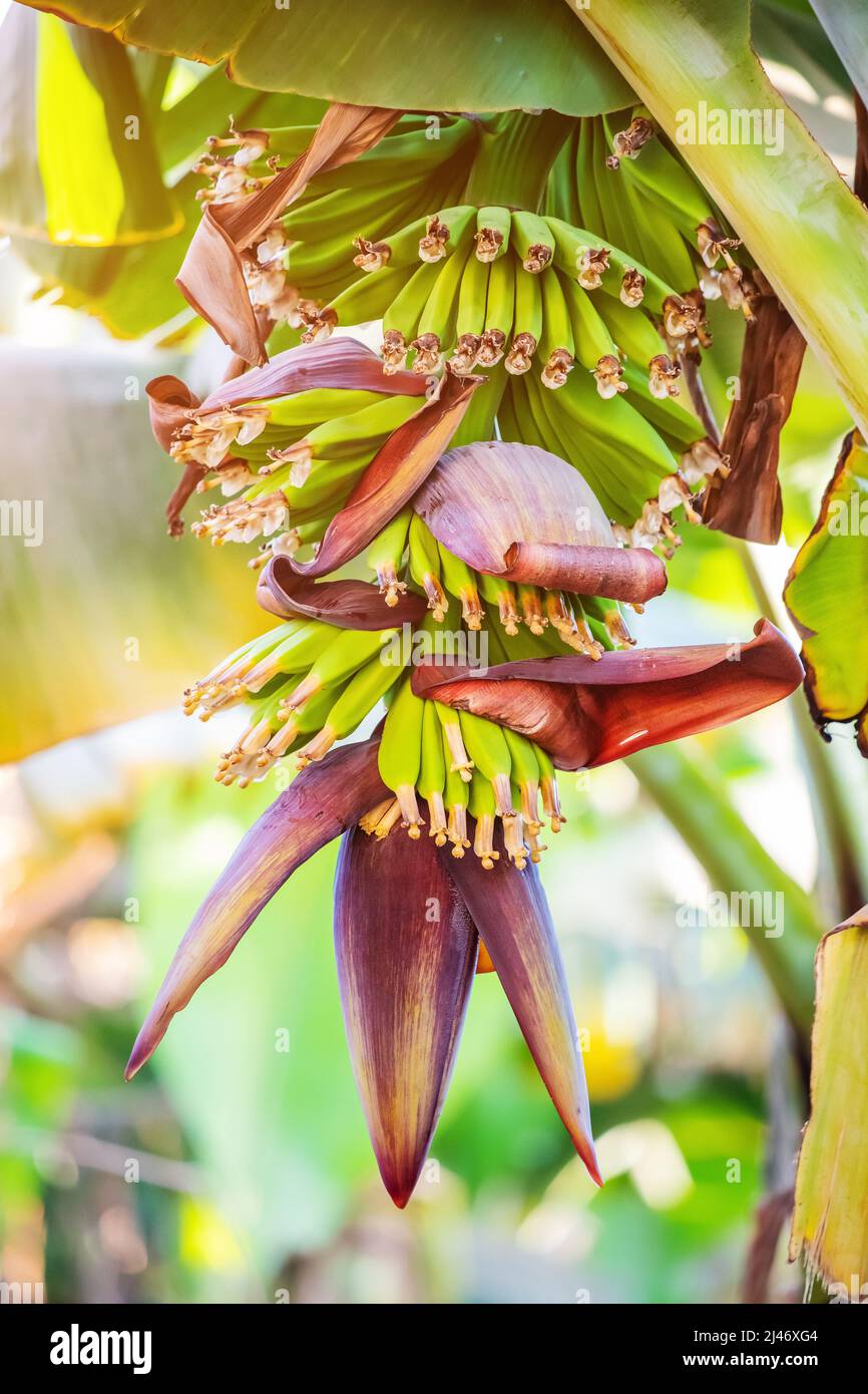 banana plantation with green unripe fruits on the farm. Agriculture in ...