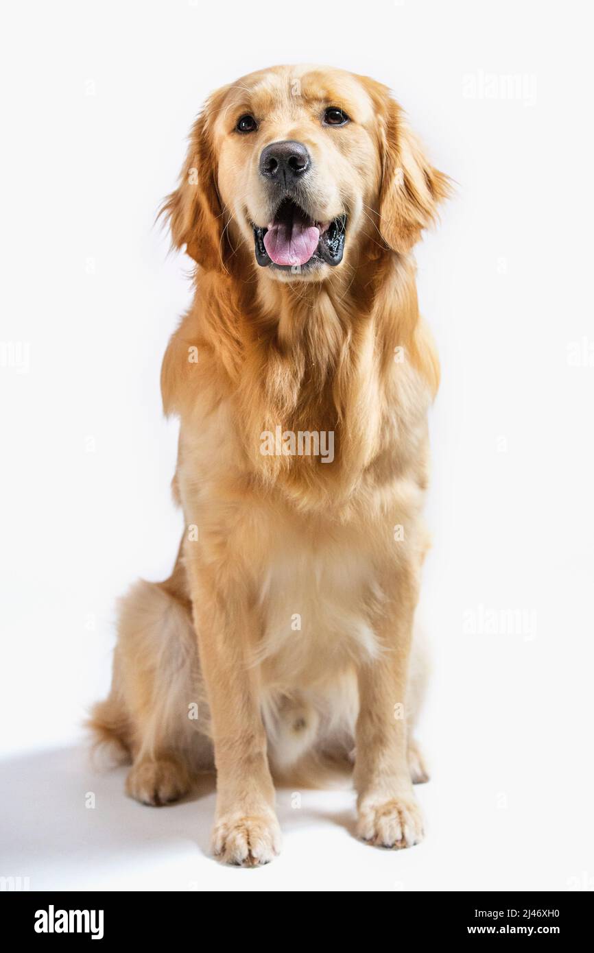 Happy family golden retriever hi-res stock photography and images - Alamy