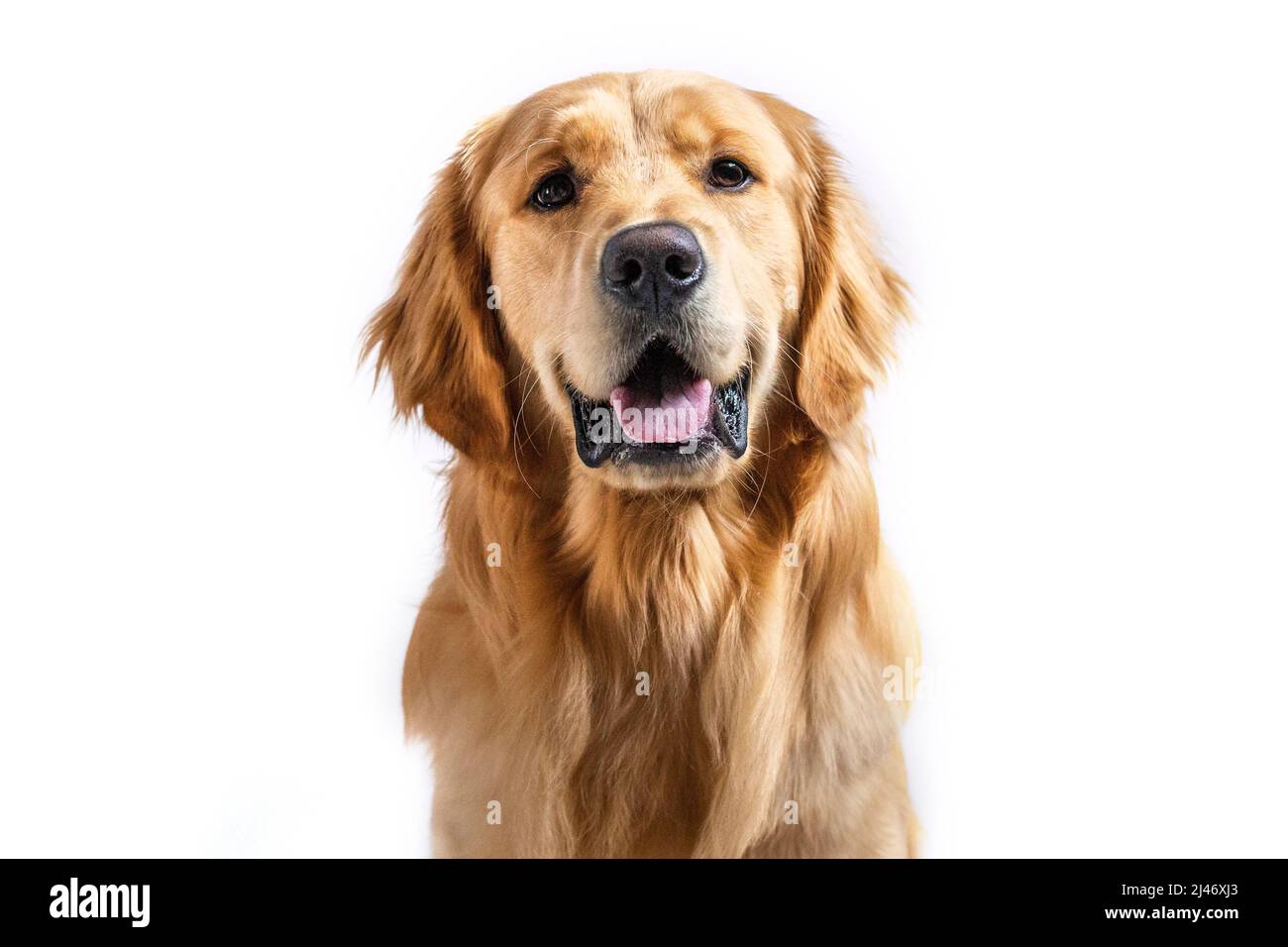 Golden Retriever Face White Background