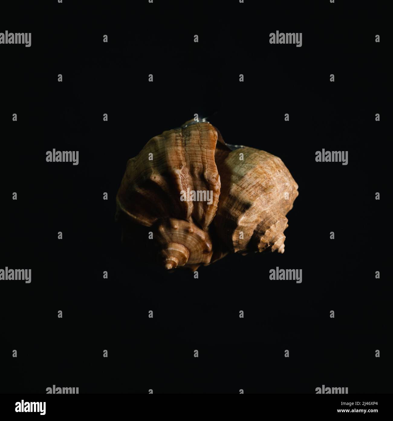 Spiral seashell black white hi-res stock photography and images - Alamy