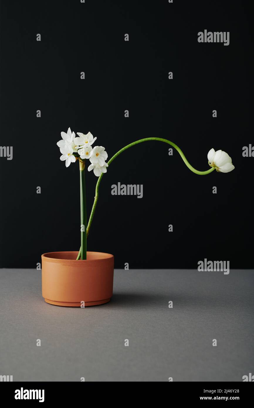 Vertical minimalistic still life composition of blooming flower in clay ...