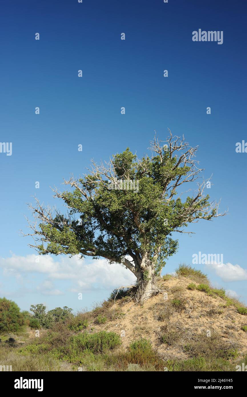 Trees, bushes, grass and cacti on waste ground near the town in Israel ...
