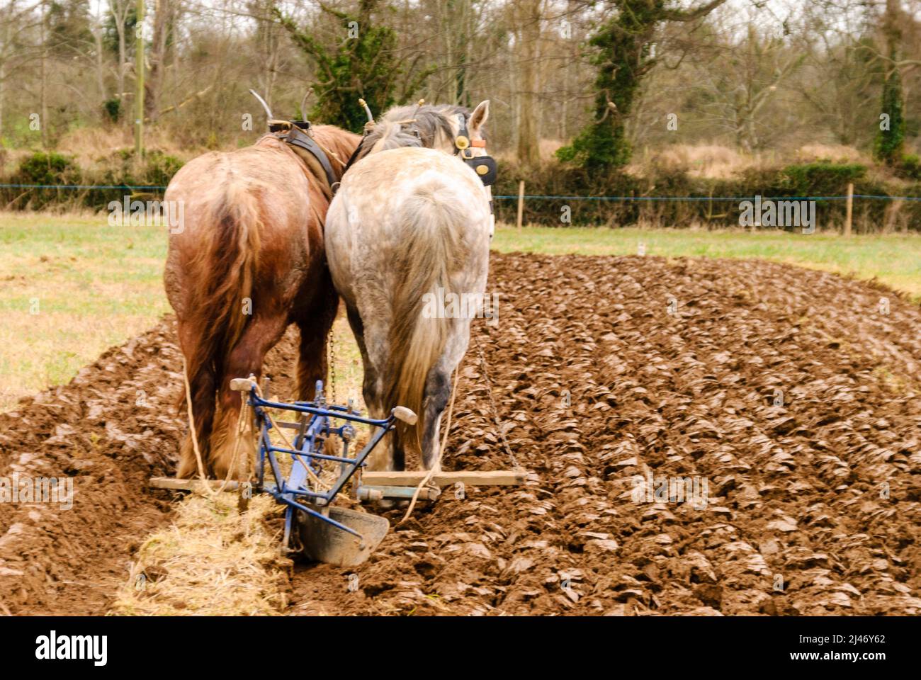 Two horse plough hi-res stock photography and images - Alamy