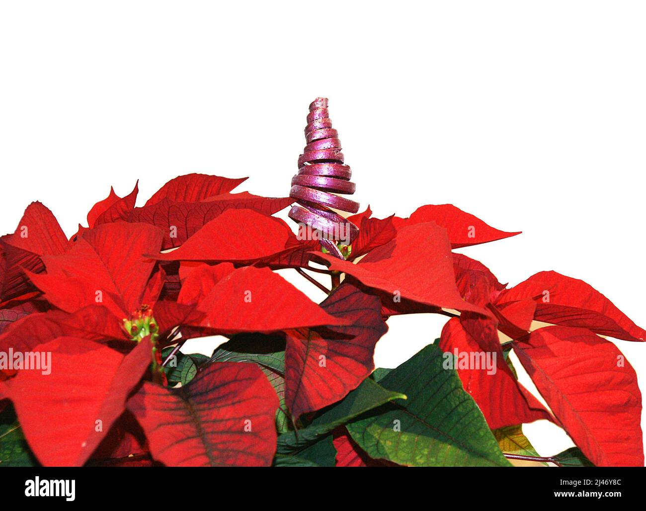 Euphorbia pulcherrima or Christmas plant on white background Stock ...