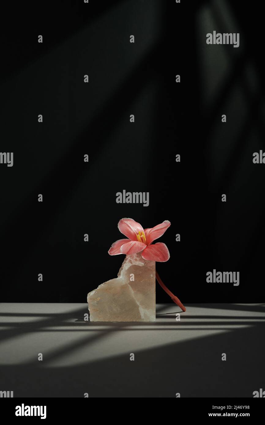 Vertical contemporary still life composition of pink flower and halite ...