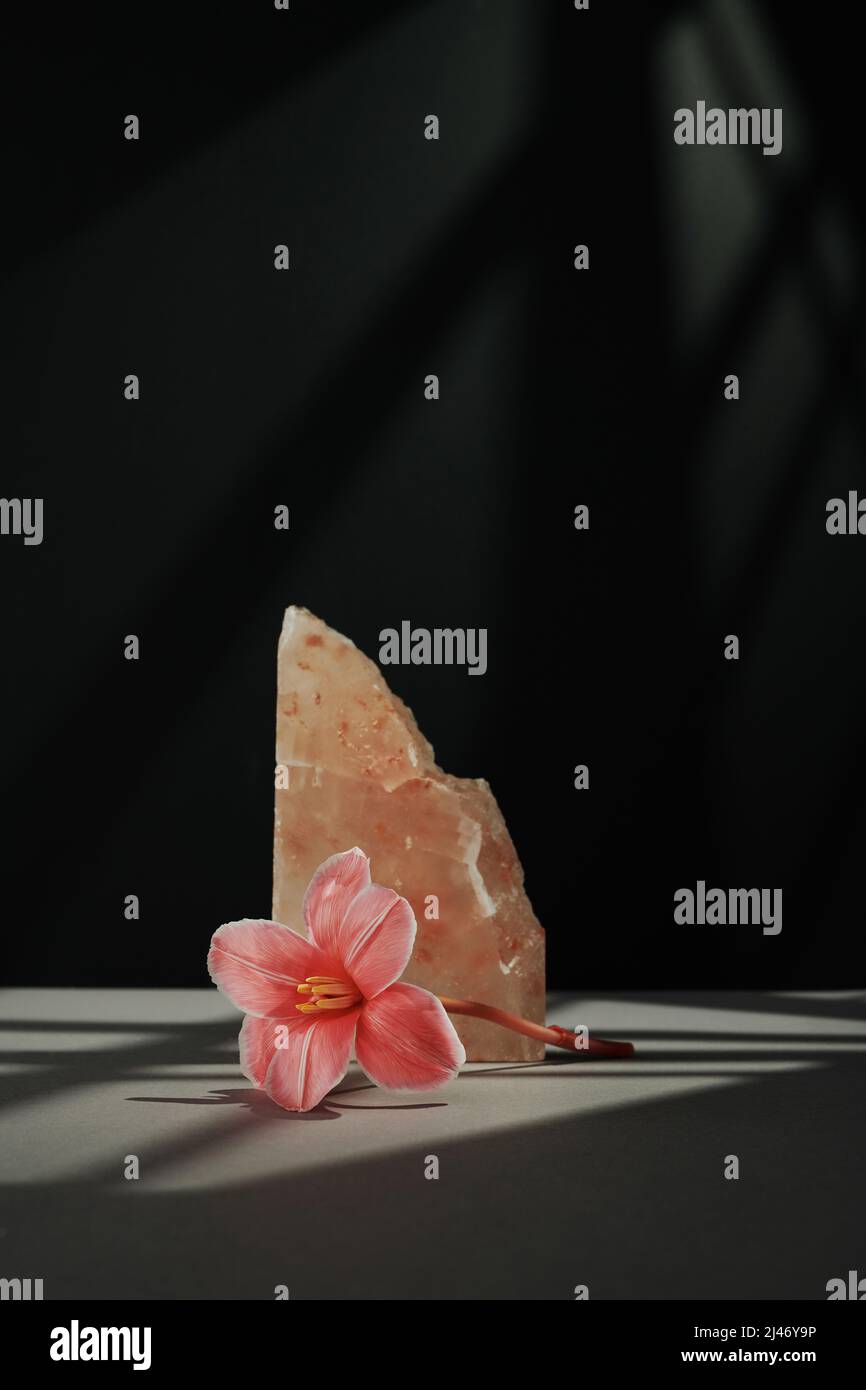 Vertical minimalistic still life composition of beautiful flower and ...