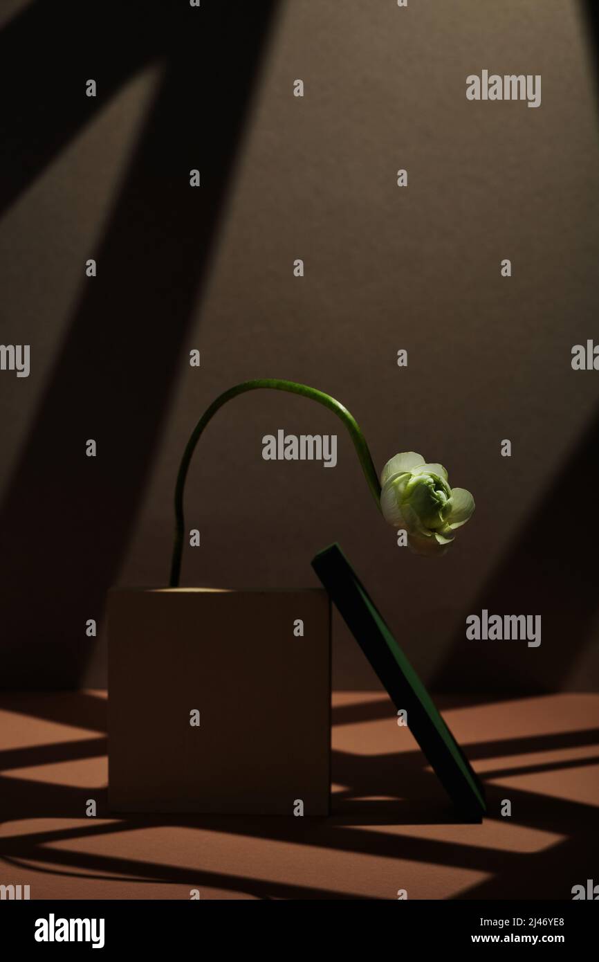 Vertical minimalistic still life composition of one white flower, beige ...