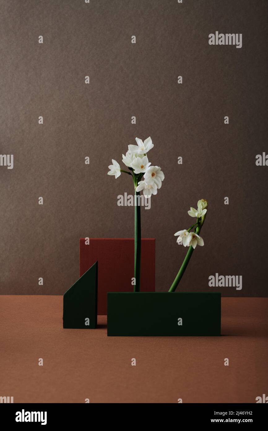 Vertical minimalistic still life shot of fresh white flowers, dark ...