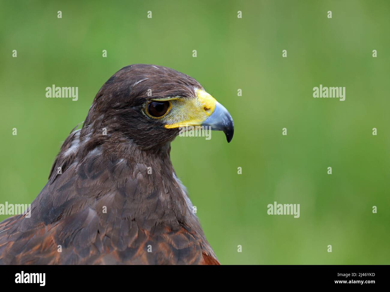 profile of a bird of prey called Harris s buzzard with the large yellow ...