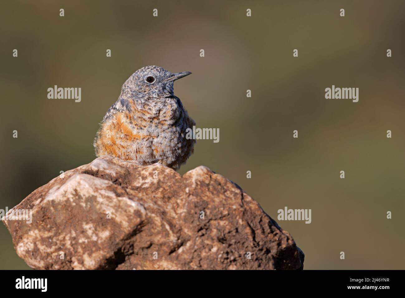 Rock thrush hi-res stock photography and images - Alamy