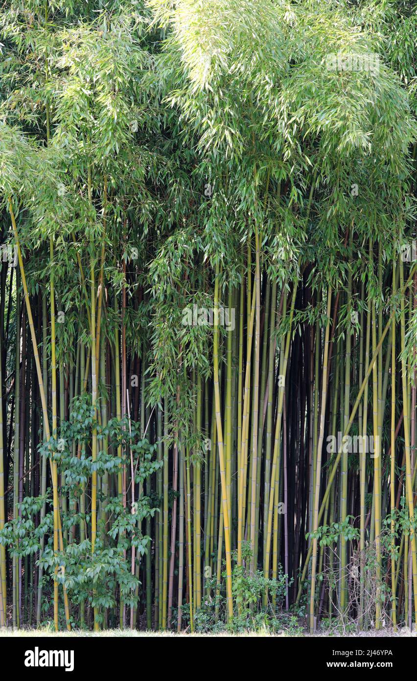 thicket of many bamboo plants and leaves which are the favorite food of ...