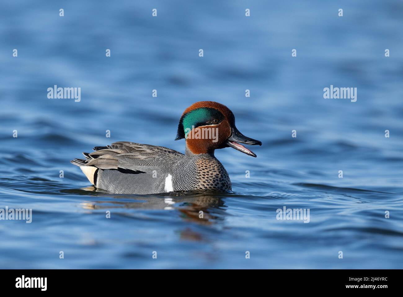 Green wing teal in the spring in South Dakota Stock Photo - Alamy