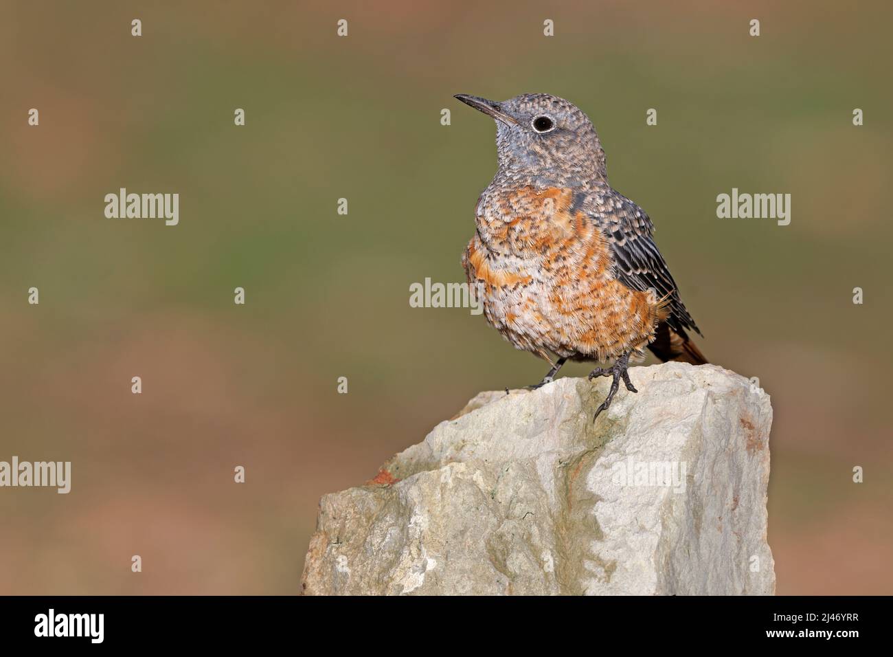June in abruzzo hi-res stock photography and images - Alamy