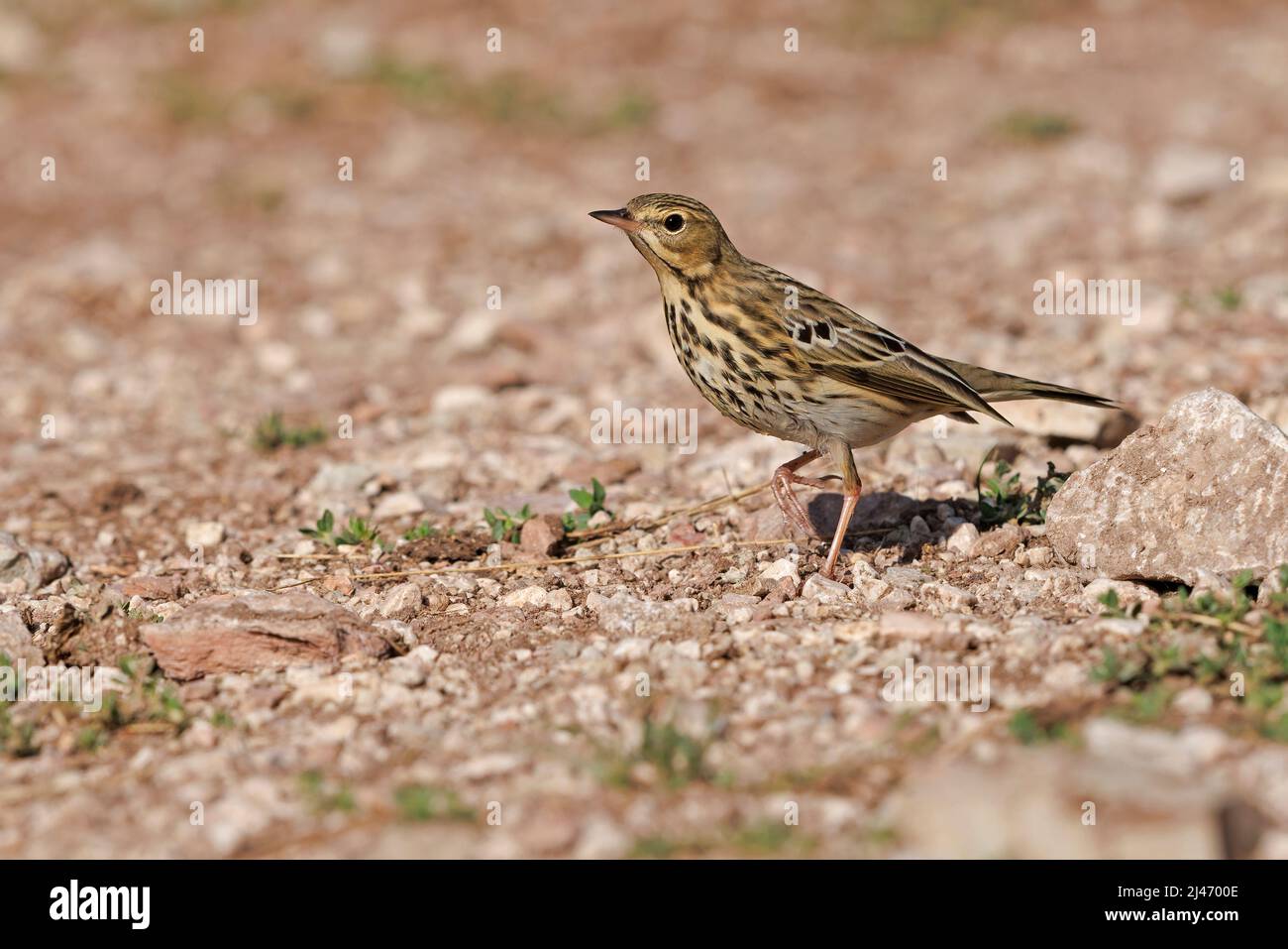 Gran sasso national park aq hi-res stock photography and images - Alamy
