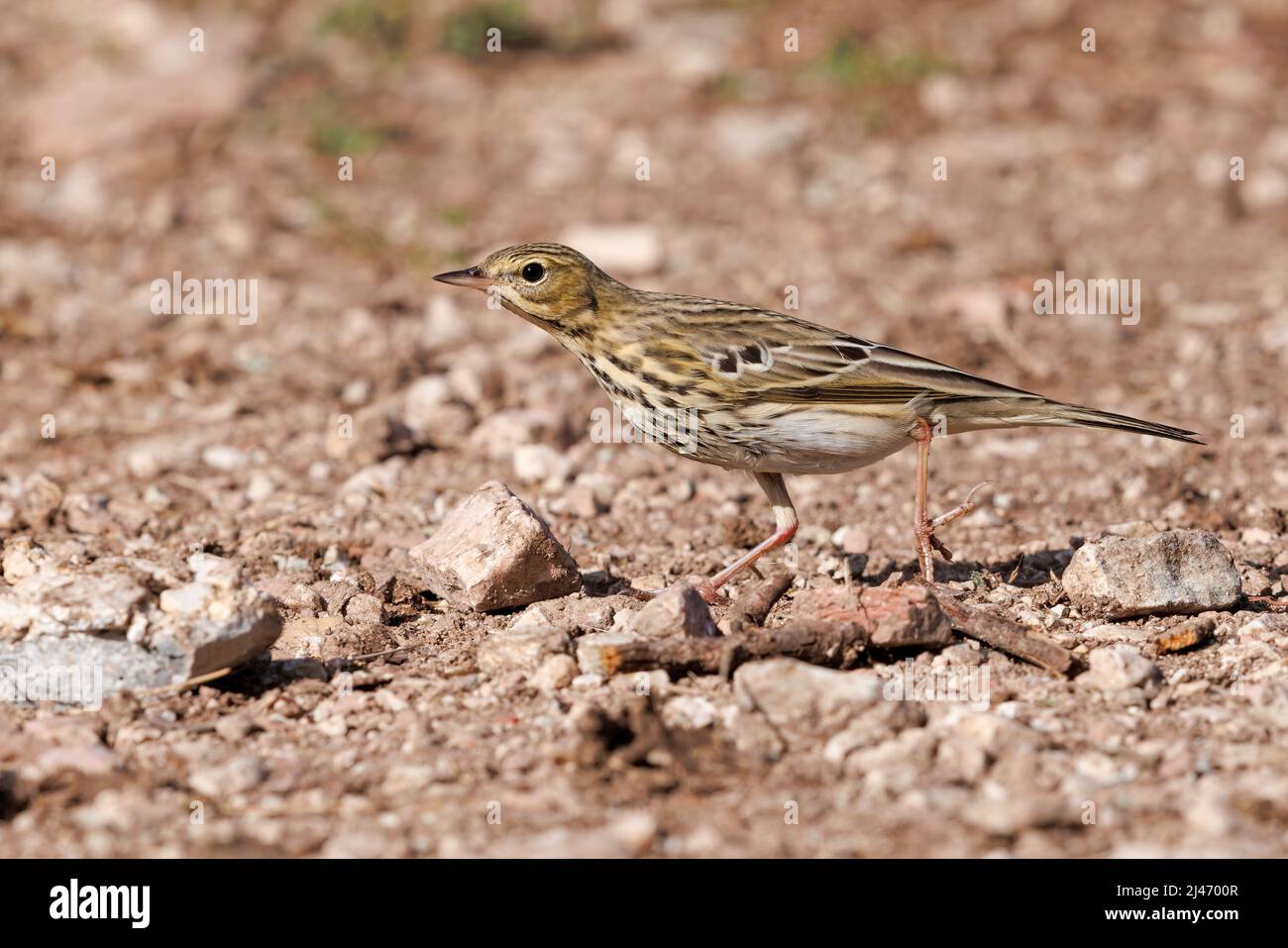 Tree pipit, Gran Sasso national park (AQ), Italy, September 2021 Stock ...