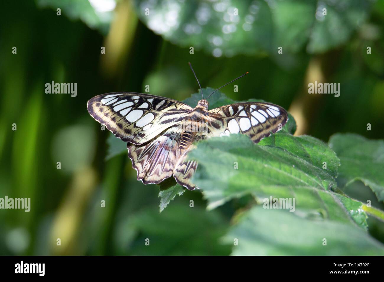 The Clipper (Parthenos sylvia) clipper butterfly resting on a green ...