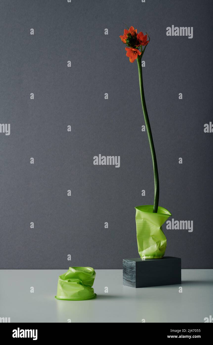 Vertical conceptual still life composition of beautiful strong flower ...