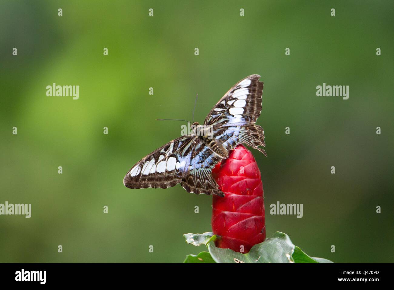 the clipper (Parthenos sylvia) the clipper butterfly feeding on a ...