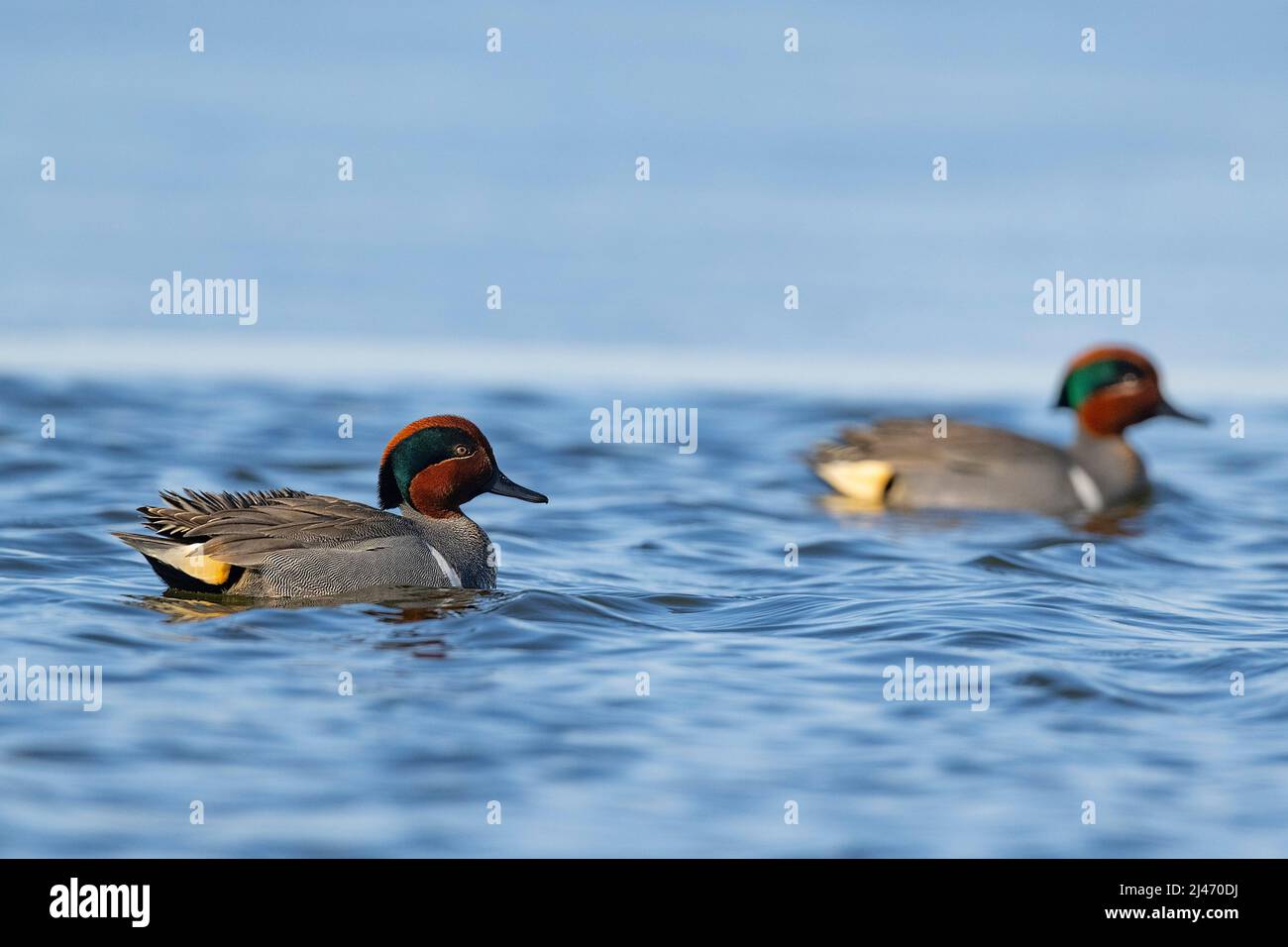 Green wing teal in the spring in South Dakota Stock Photo - Alamy