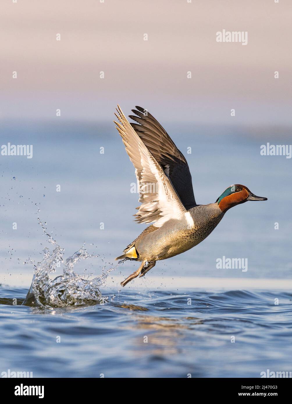Green wing teal in the spring in South Dakota Stock Photo - Alamy