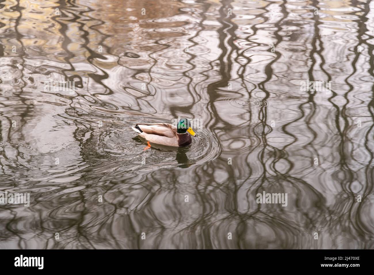 floating spleen on the river in winter Stock Photo - Alamy