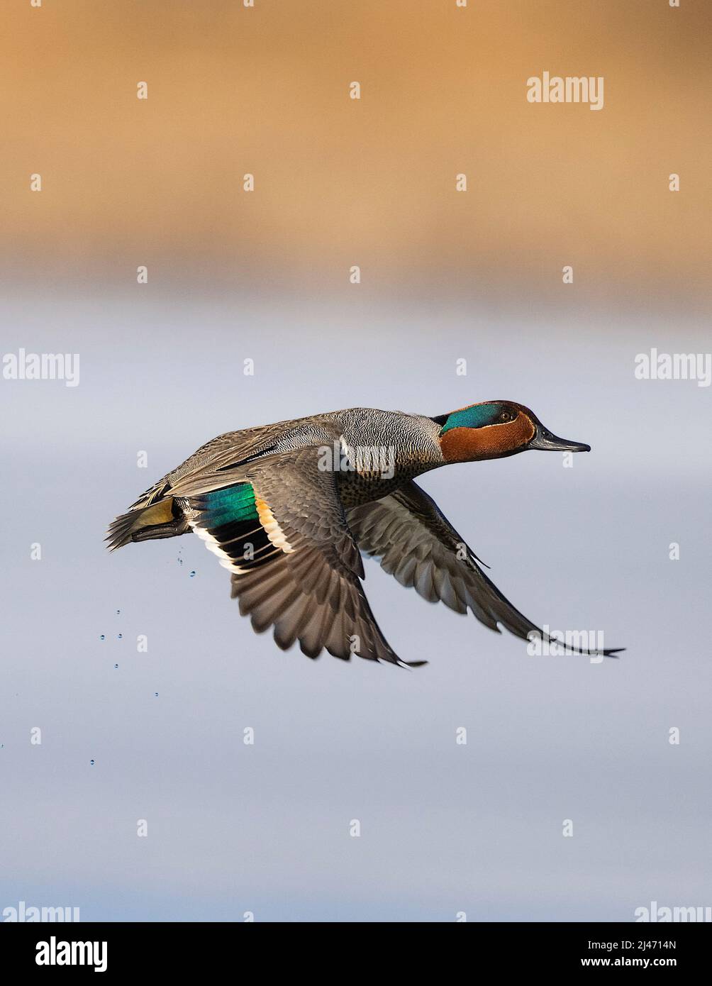 Green wing teal in the spring in South Dakota Stock Photo - Alamy