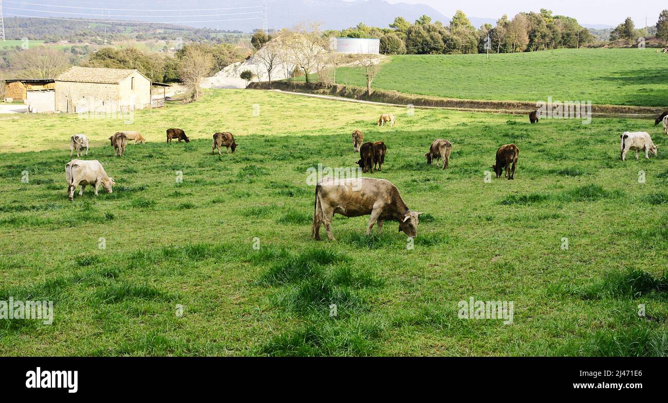 Sant marti de centelles hi-res stock photography and images - Alamy