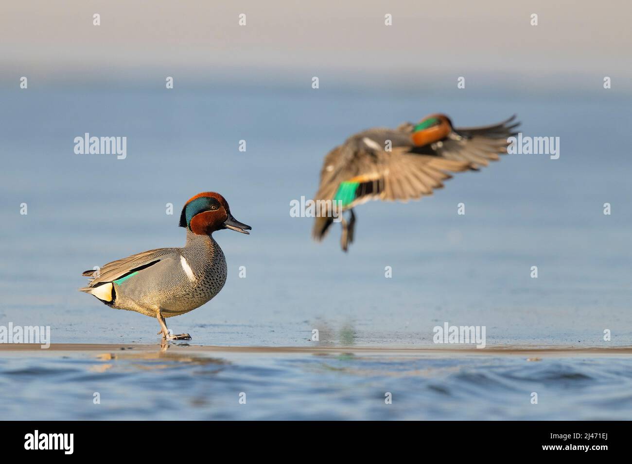 Green wing teal in the spring in South Dakota Stock Photo - Alamy