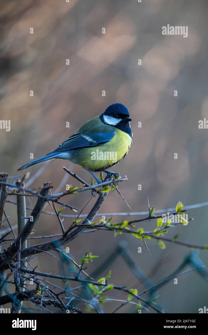 Great tit - Paus major Stock Photo - Alamy