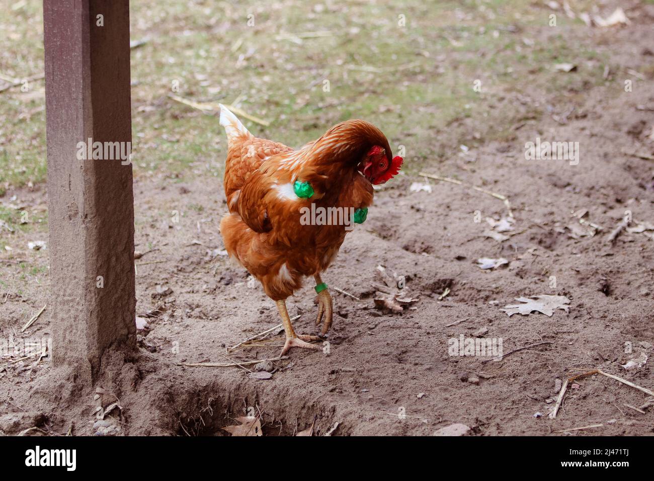 chicken with hulk hands Stock Photo - Alamy